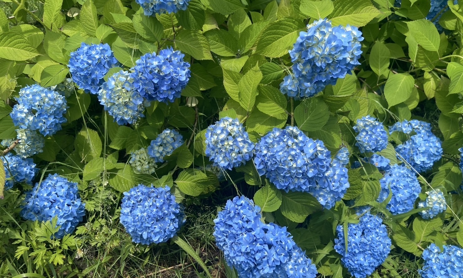 Fujimi Lake Park's hydrangeas are absolutely stunning right now ...