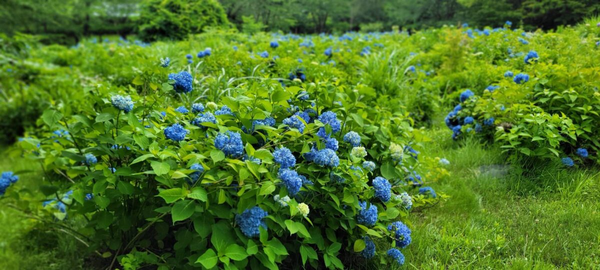 Fujimi Lake Park's hydrangeas are absolutely stunning right now ...